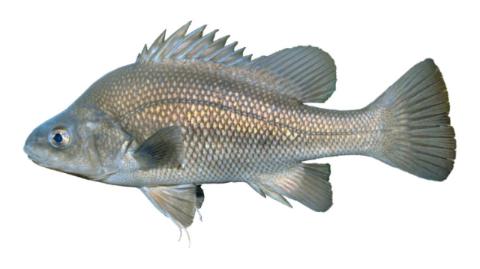 Fishing for Macquarie perch → Explore Catches, Top Baits & More!