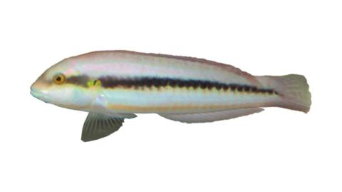 Fishing for Slippery dick: Fish Species – FishAngler.com