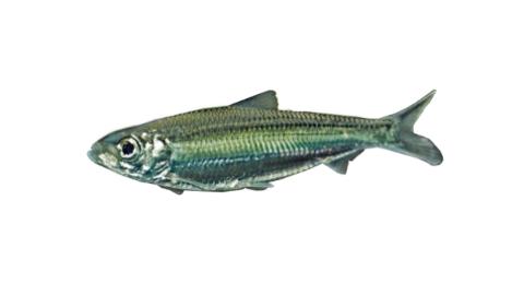 Fishing for Freshwater herring: Fish Species – FishAngler.com