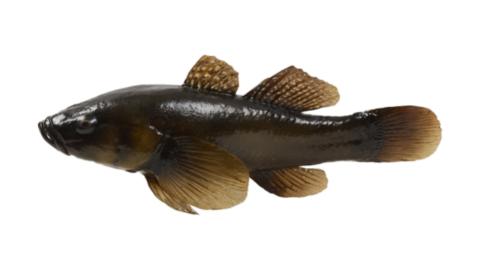 Fishing for Giant bully: Fish Species – FishAngler.com