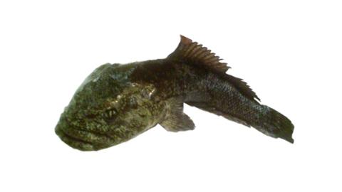 Fishing for Maori chief → Explore Catches, Top Baits & More!