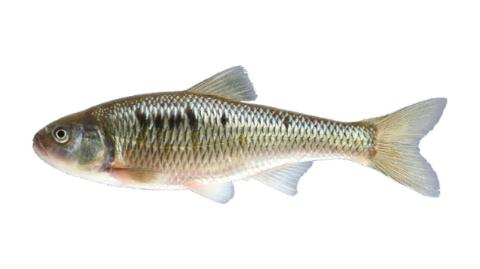 Fishing for Common shiner → Explore Catches, Top Baits & More!