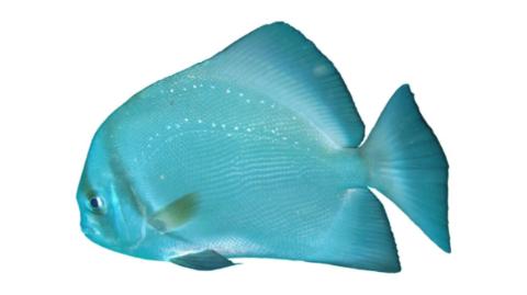 Fishing for Ninespine batfish: Fish Species – FishAngler.com