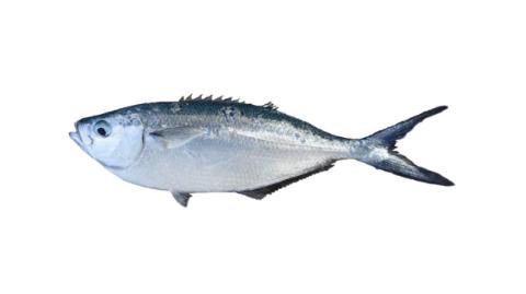 Fishing for Grey knifefish: Fish Species – FishAngler.com