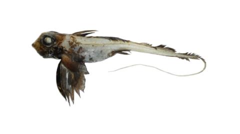 Fishing for Large-eyed rabbitfish: Fish Species – FishAngler.com