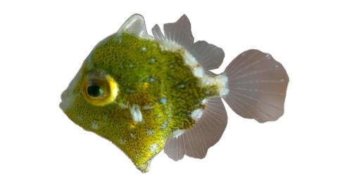Fishing for Diamond leatherjacket: Fish Species – FishAngler.com