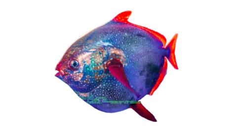Fishing for Smalleye Pacific Opah → Explore Catches, Top Baits & More!