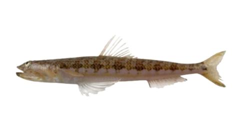 Fishing for Speartoothed grinner → Explore Catches, Top Baits & More!