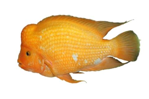 Fishing for Midas cichlid → Explore Catches, Top Baits & More!