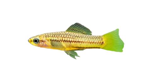 Fishing for Pygmy swordtail → Explore Catches, Top Baits & More!