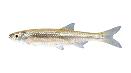 Fishing for Emerald shiner → Explore Catches, Top Baits & More!