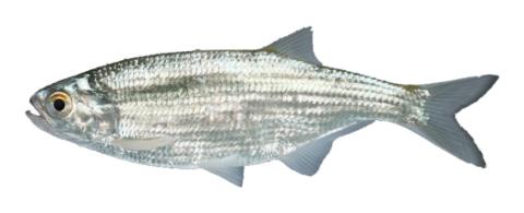 Fishing for Mooneye → Explore Catches, Top Baits & More!