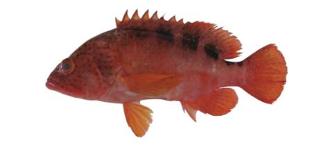 Fishing for Sixblotch hind: Fish Species – FishAngler.com