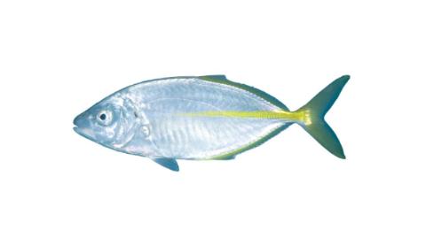 Fishing for White trevally → Explore Catches, Top Baits & More!