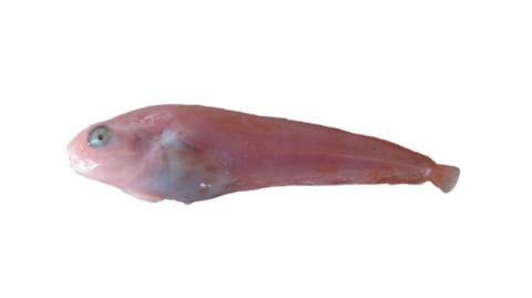 Fishing for Spectral snailfish: Fish Species – FishAngler.com