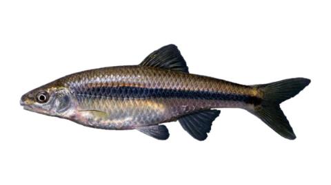 Fishing for Whitefin shiner → Explore Catches, Top Baits & More!