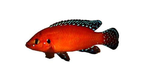 Fishing for Turkana jewel cichlid → Explore Catches, Top Baits & More!