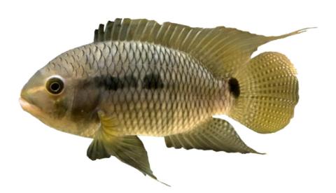 Fishing for Black acara → Explore Catches, Top Baits & More!