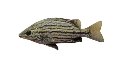 Fishing for Drysdale grunter: Fish Species – FishAngler.com