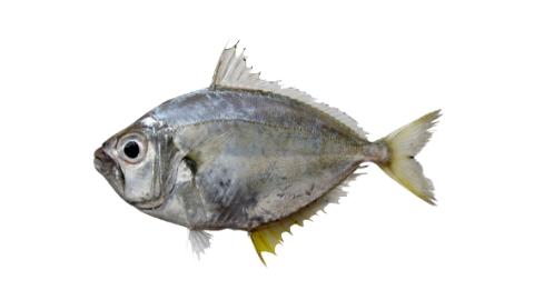 Fishing for Ovoid toothpony → Explore Catches, Top Baits & More!