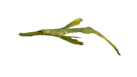 Fishing for Ghost pipefish: Fish Species – FishAngler.com