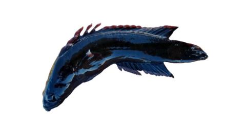 Fishing for Stout rockfish → Explore Catches, Top Baits & More!