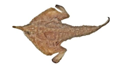 Fishing for Longnose batfish: Fish Species – FishAngler.com