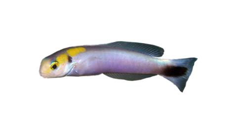 Fishing for Yellow-spotted tilefish → Explore Catches, Top Baits & More!