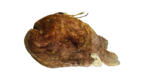 Fishing for Atlantic footballfish: Fish Species – FishAngler.com