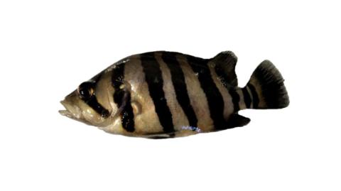 Fishing for Silver Tiger Fish → Explore Catches, Top Baits & More!