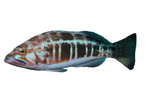 Fishing for Blacktail comber → Explore Catches, Top Baits & More!