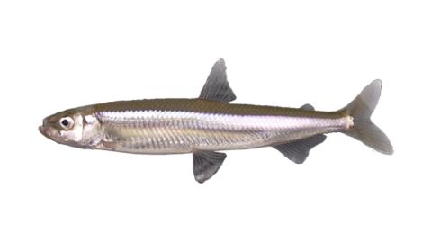 Fishing for Surf smelt → Explore Catches, Top Baits & More!