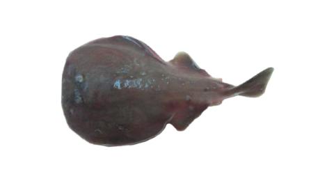 Fishing for Finless sleeper ray → Explore Catches, Top Baits & More!