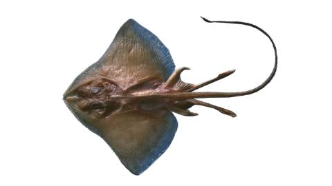 Fishing for Atlantic pygmy skate: Fish Species – FishAngler.com
