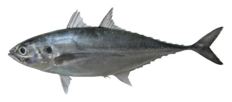 Fishing for Torpedo scad → Explore Catches, Top Baits & More!