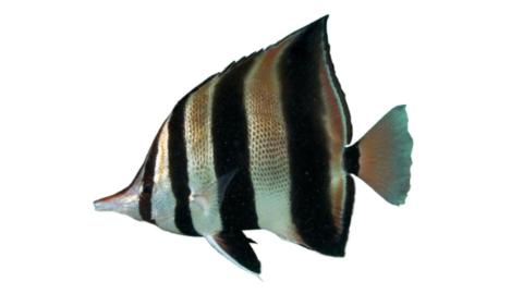 Fishing for Eastern talma → Explore Catches, Top Baits & More!