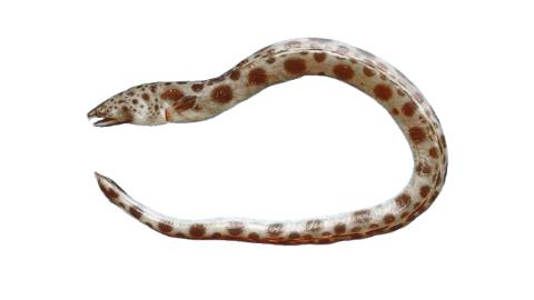 Fishing for Pacific snake eel: Fish Species – FishAngler.com
