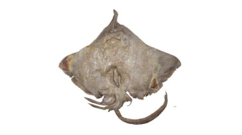 Fishing for Hooktail skate: Fish Species – FishAngler.com