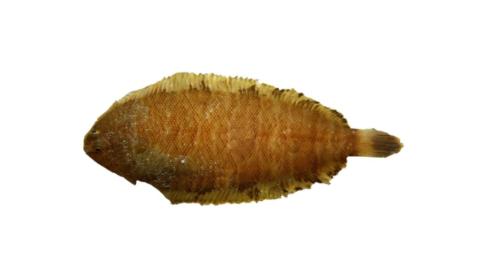 Fishing for Thickback sole: Fish Species – FishAngler.com