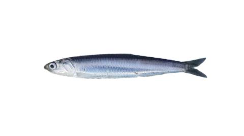 Fishing for European anchovy → Explore Catches, Top Baits & More!