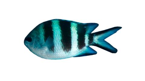 Fishing for Natal sergeant → Explore Catches, Top Baits & More!
