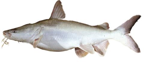 Fishing for Silver cobbler → Explore Catches, Top Baits & More!