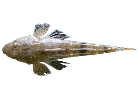 Fishing for Bartail flathead → Explore Catches, Top Baits & More!