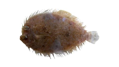 Fishing for Lord Howe Island flounder: Fish Species – FishAngler.com