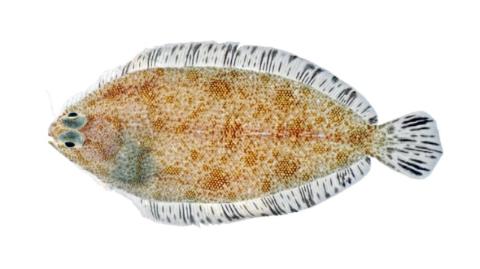 Fishing for Banded-fin flounder: Fish Species – FishAngler.com