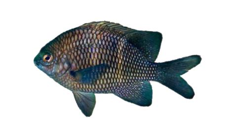 Fishing for Rock damselfish → Explore Catches, Top Baits & More!