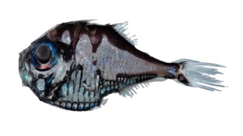 Fishing for Three-spined hatchetfish: Fish Species – FishAngler.com