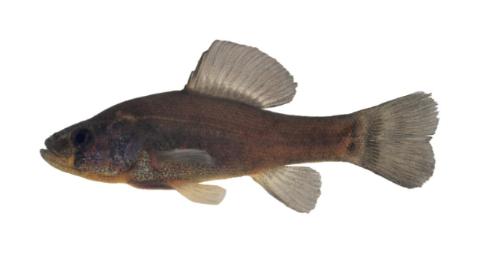 Fishing for Pirate perch → Explore Catches, Top Baits & More!