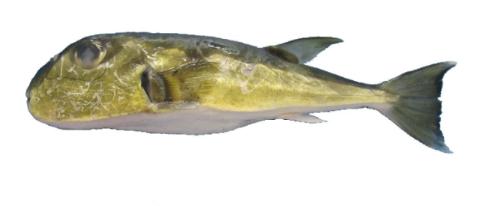 Fishing for Smooth puffer: Fish Species – FishAngler.com