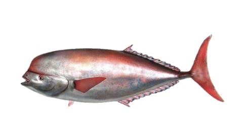 Fishing for Luvar → Explore Catches, Top Baits & More!